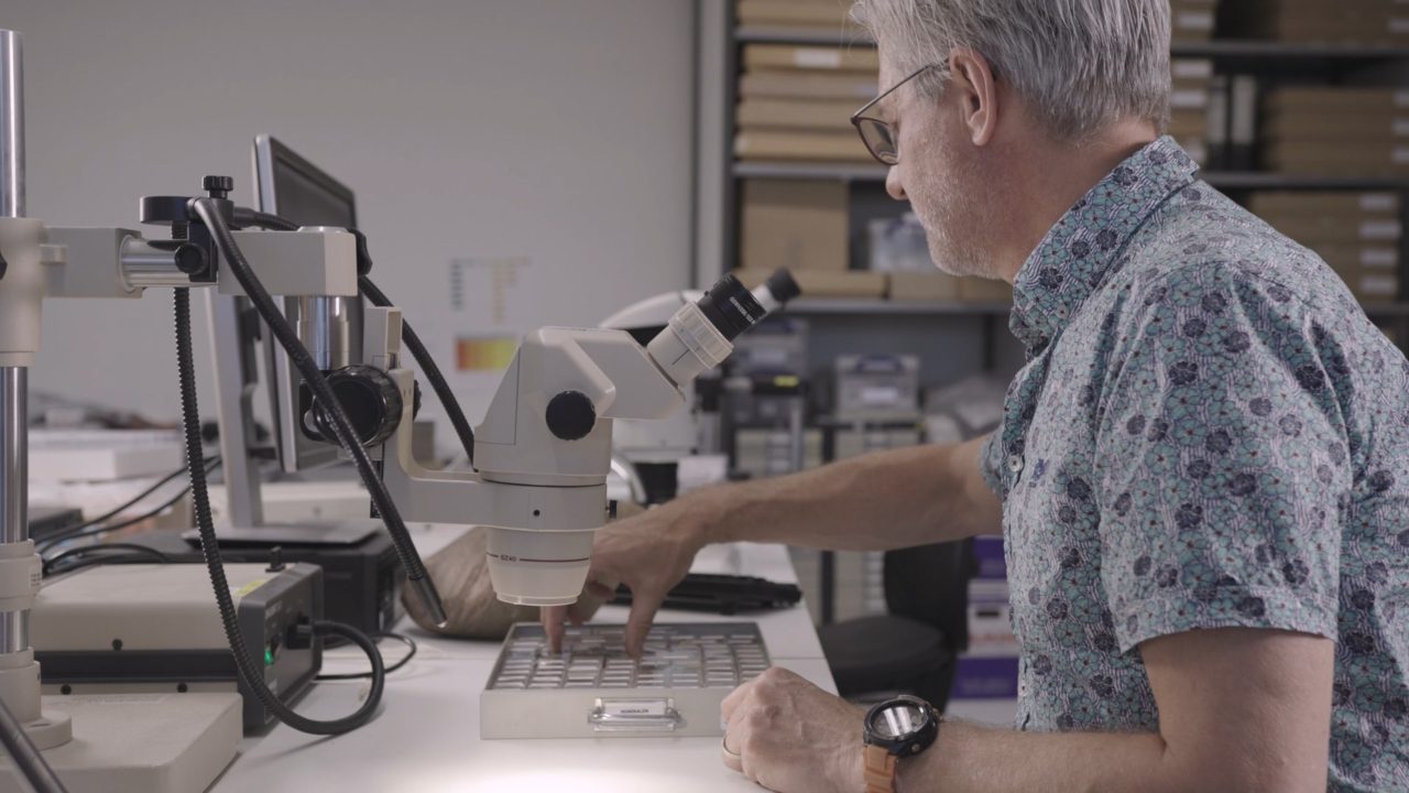 DiSSCo Transition - DiSSCo