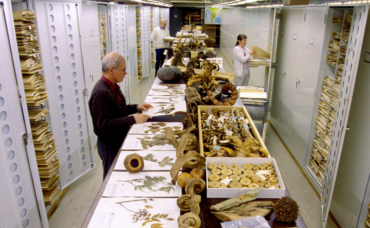 DiSSCo’s endeavour makes it to Science magazine - DiSSCo